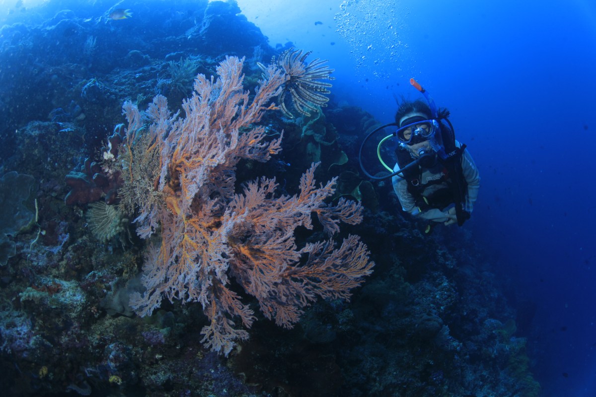 First Time Visit Manado: Dive Lesson Experience – The Travel Journey of ...